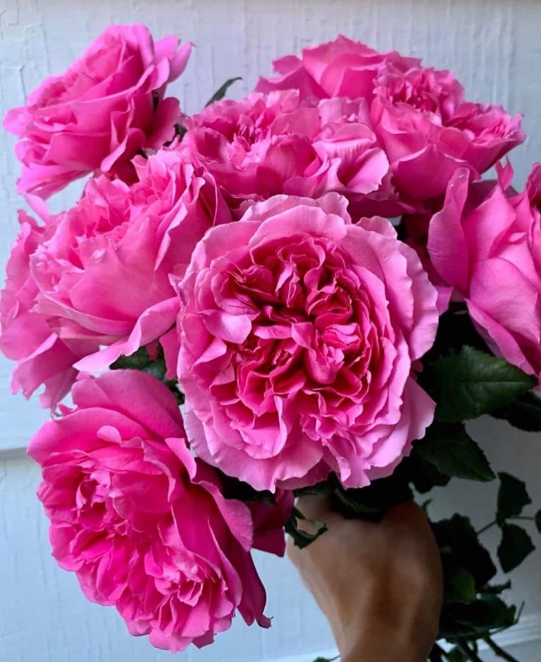 Marcus Hook Florist – Flowers for all Occasions